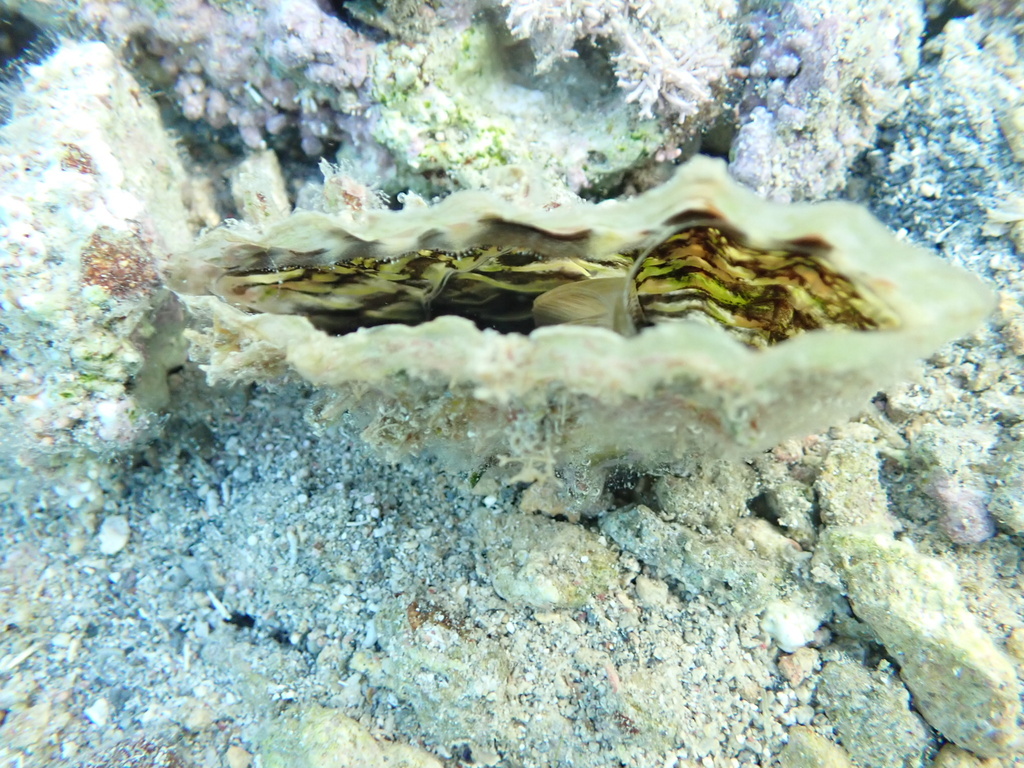 Amber Pen Shell from Caletón de la Majagua, La Romana, La Romana, DO on ...
