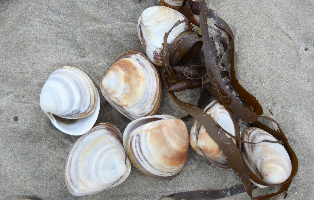 Large Trough Shell from Waikouaiti, New Zealand on May 22, 2024 at 04:35 PM by Aalbert Rebergen ...