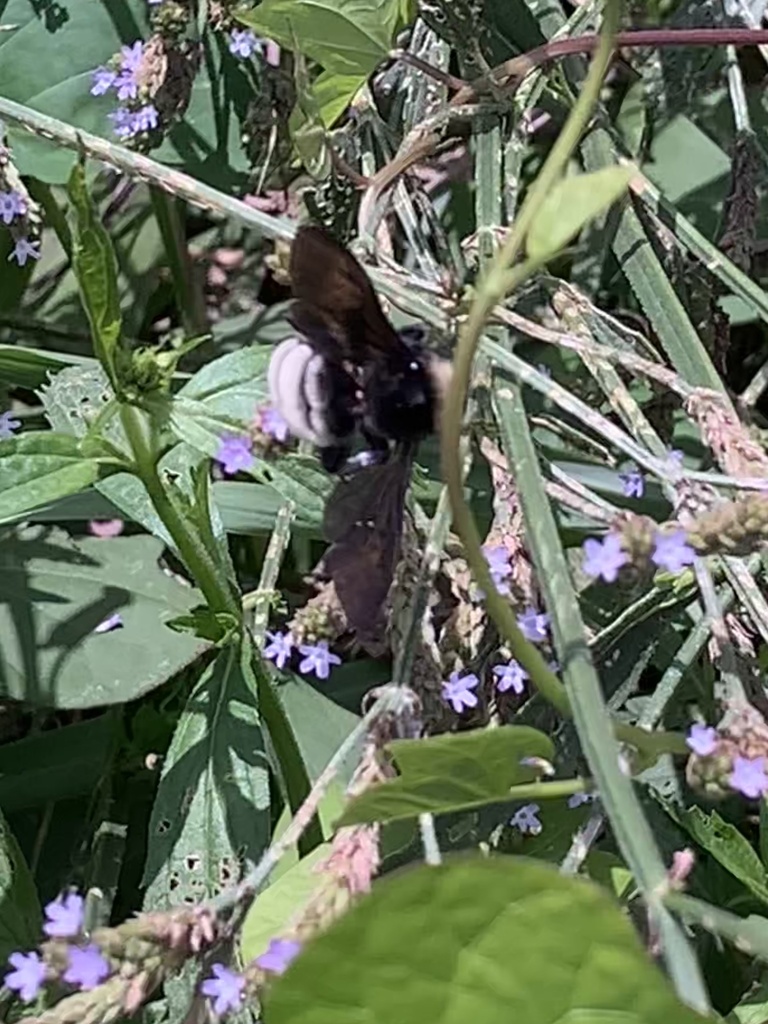 American Bumble Bee from SH-35, Alvin, TX, US on July 16, 2024 at 12:03 ...