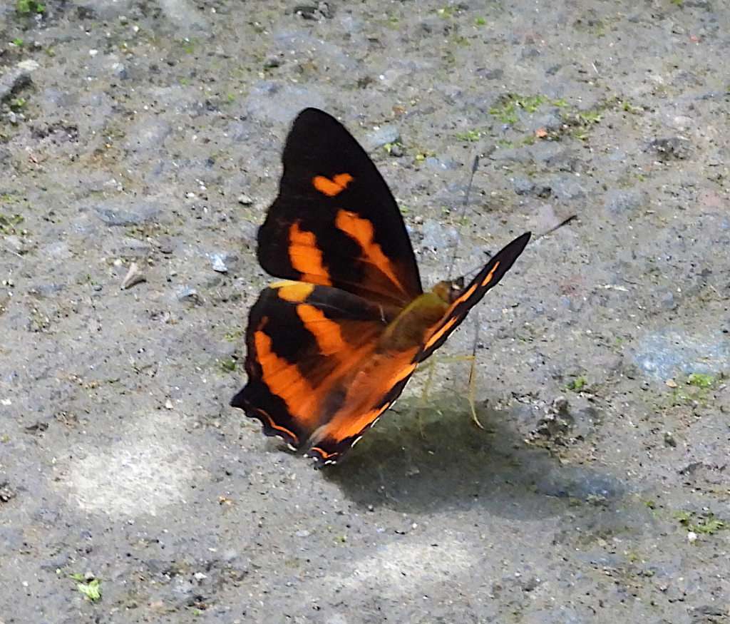 Himalayan jester from Munduk Village, Munduk, Bali, Indonesia on July ...