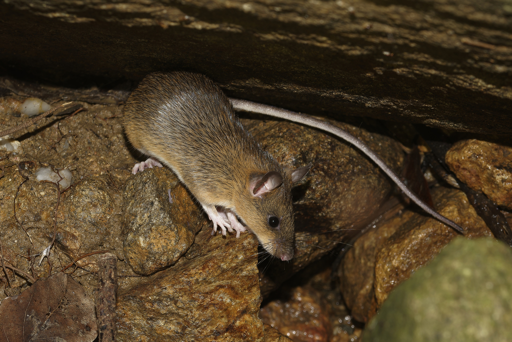 South China White-bellied Rat from 中国广东省深圳市罗湖区 on July 16, 2024 at 07: ...
