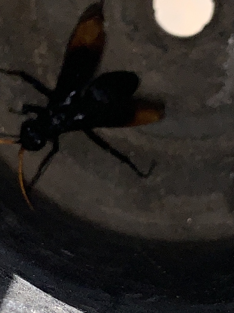 Elegant Tarantula-hawk Wasp from CR-193, Alvin, TX, US on July 16, 2024 ...