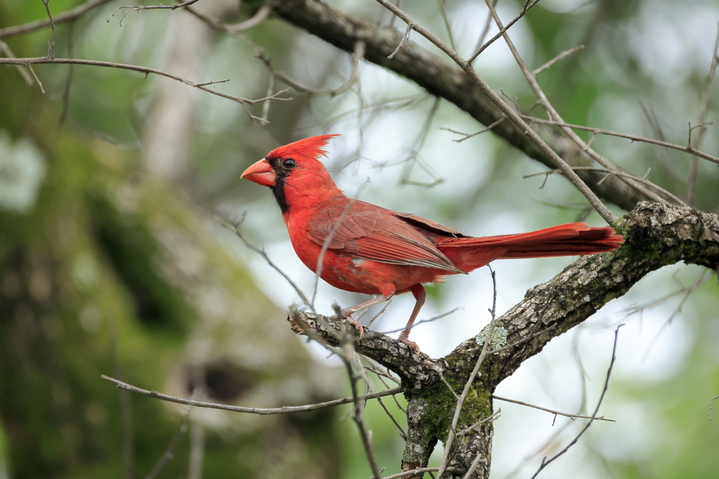 Northern Cardinal from La Turbina, Sabinas Hidalgo, N.L., México on ...