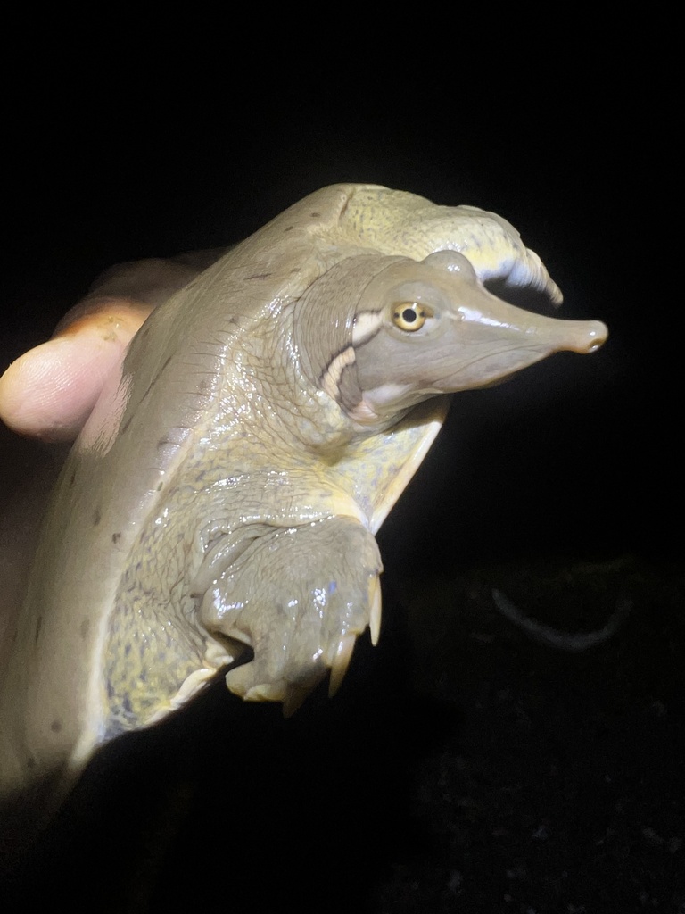 Midland Smooth Softshell Turtle in July 2024 by Nick · iNaturalist