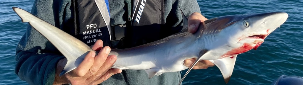 Australian Blacktip Shark from Coral Sea, Wongaling Beach, QLD, AU on ...