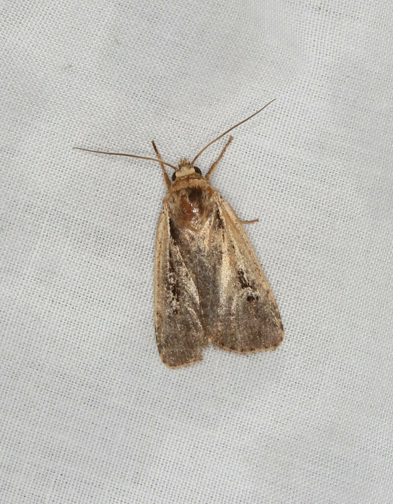 Flame-shouldered Dart from Mont-Joli, QC, Canada, 1101 rue Lussier on ...