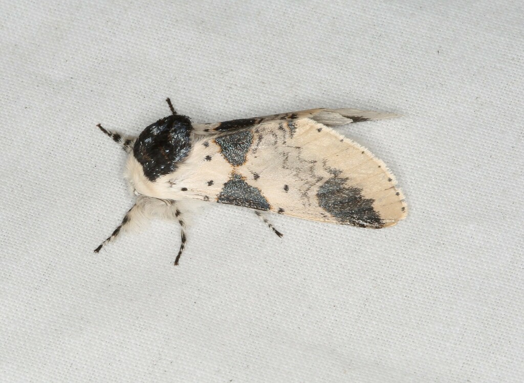 Modest Furcula Moth from Mont-Joli, QC, Canada, 1101 rue Lussier on ...