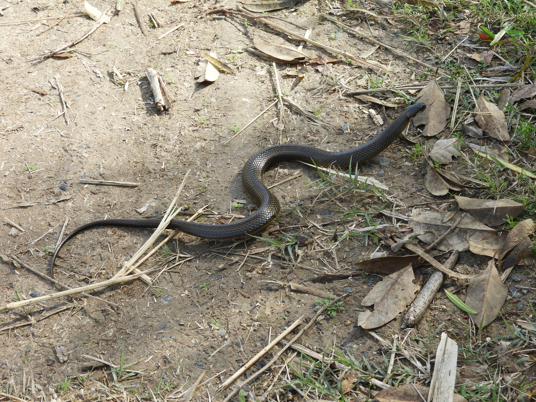 Helicops infrataeniatus Jan, 1865