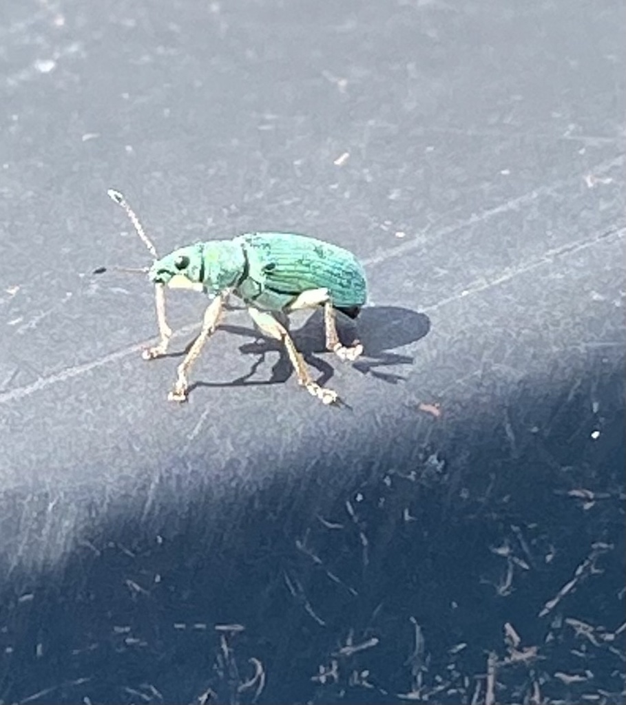 Green Immigrant Leaf Weevil from Clarence St, Kenora, ON, CA on July 16 ...