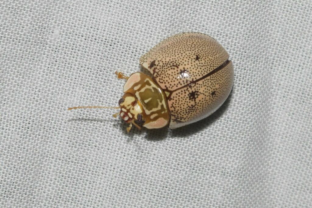 Paropsis from Cooktown Botanic Gardens, Cooktown QLD 4895, Australia on ...