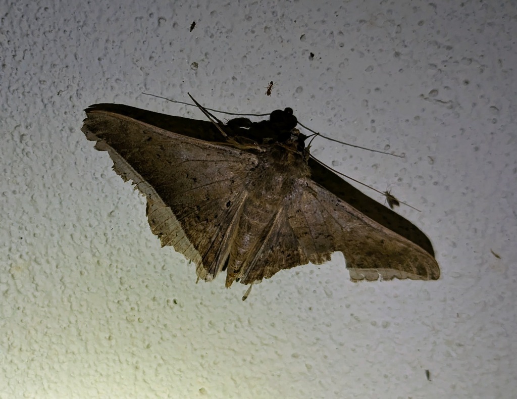 Hulodes caranea from Infapro, Danum Valley, Sabah, Malaysia on June 25 ...