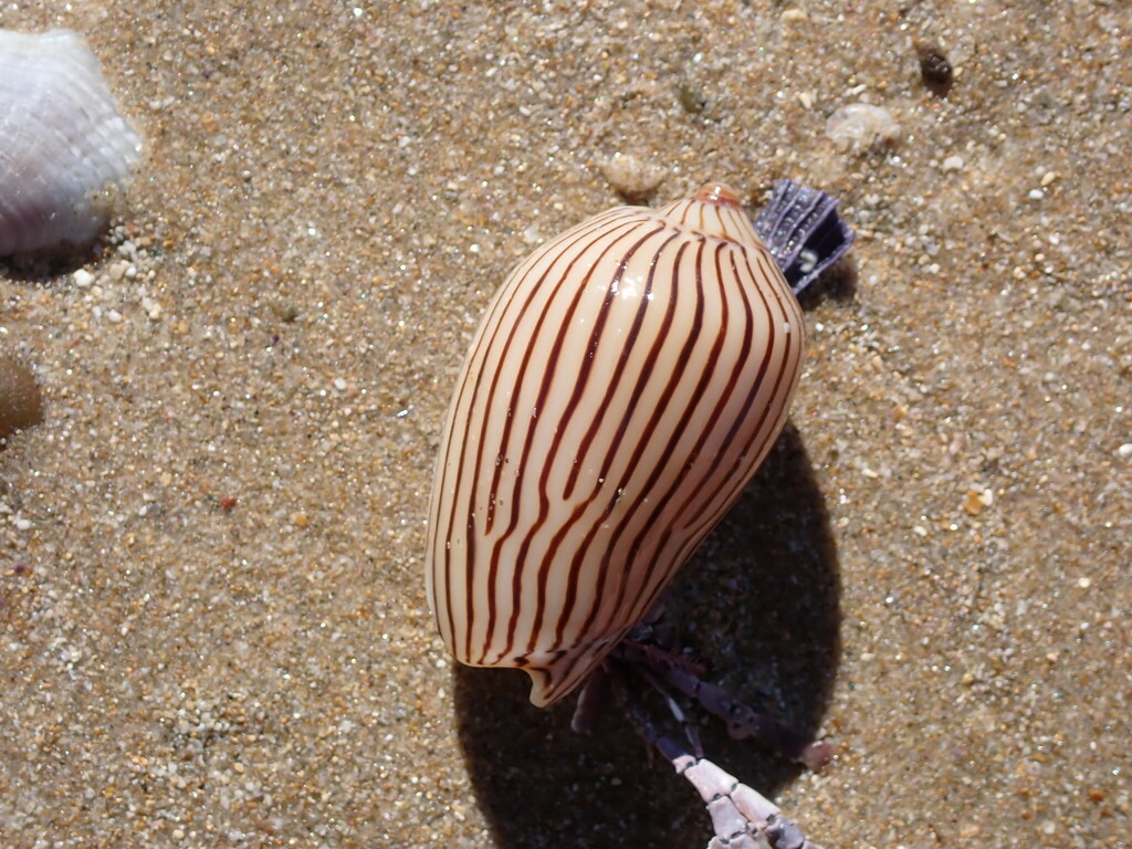 Zebra Volute from Arrawarra NSW 2456, Australia on July 16, 2024 at 10: ...