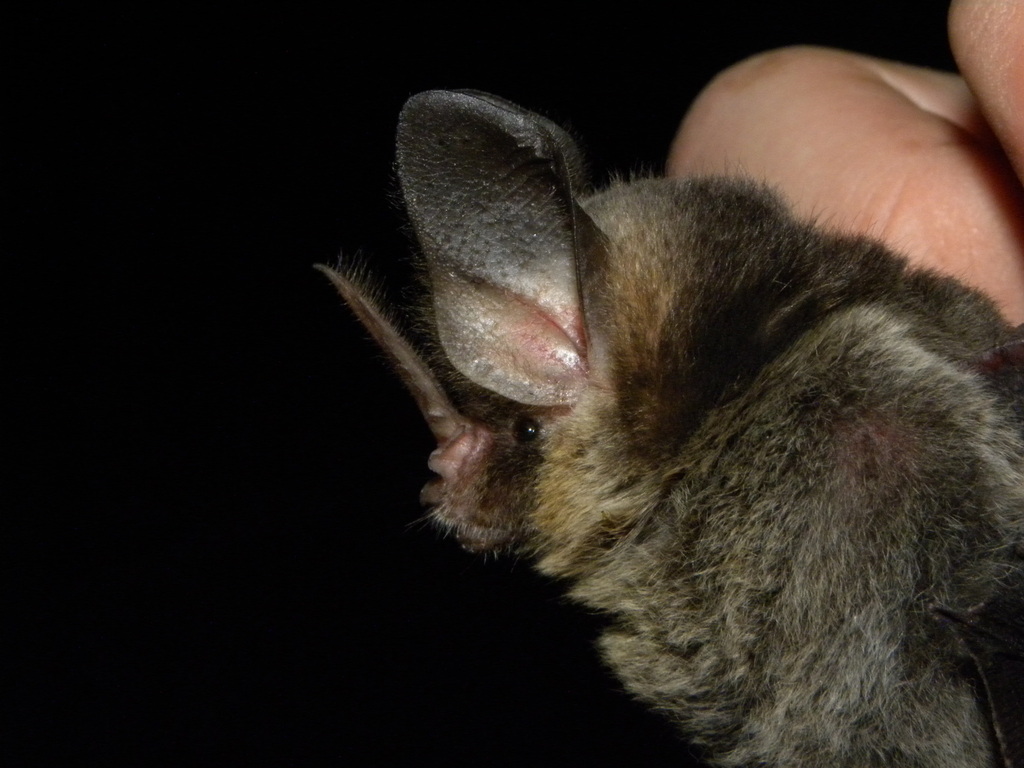 striped hairy-nosed bat from Reserva Natural Sanguare on March 14, 2011 ...