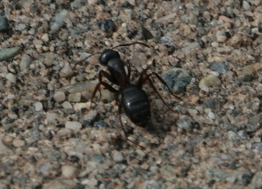 Hercules Carpenter Ant from College, AK 99709, USA on July 16, 2024 at ...