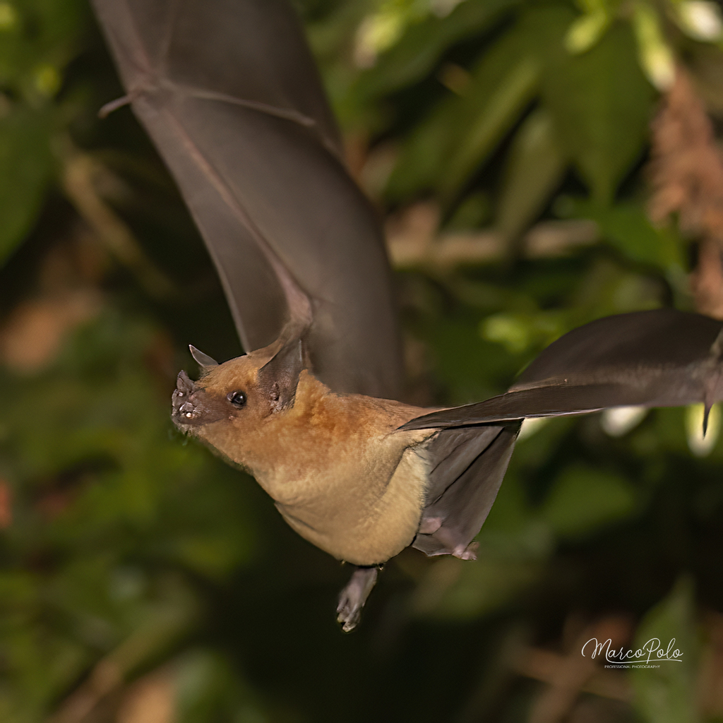 Lesser Long-nosed Bat in July 2024 by Marco Polo amarillas vargas ...