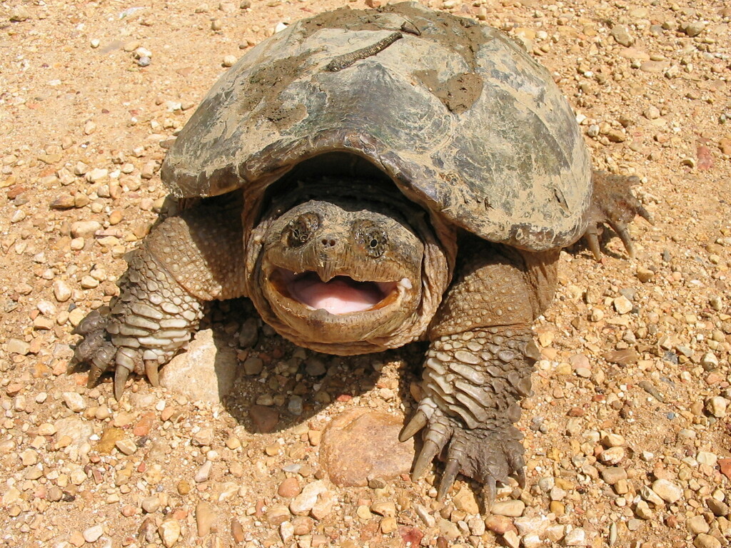 Common Snapping Turtle from Lauderdale County, AL, USA on April 26 ...