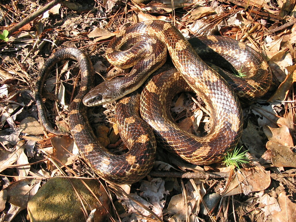 Gray Ratsnake from Morgan County, AL, USA on May 29, 2004 at 04:03 PM ...