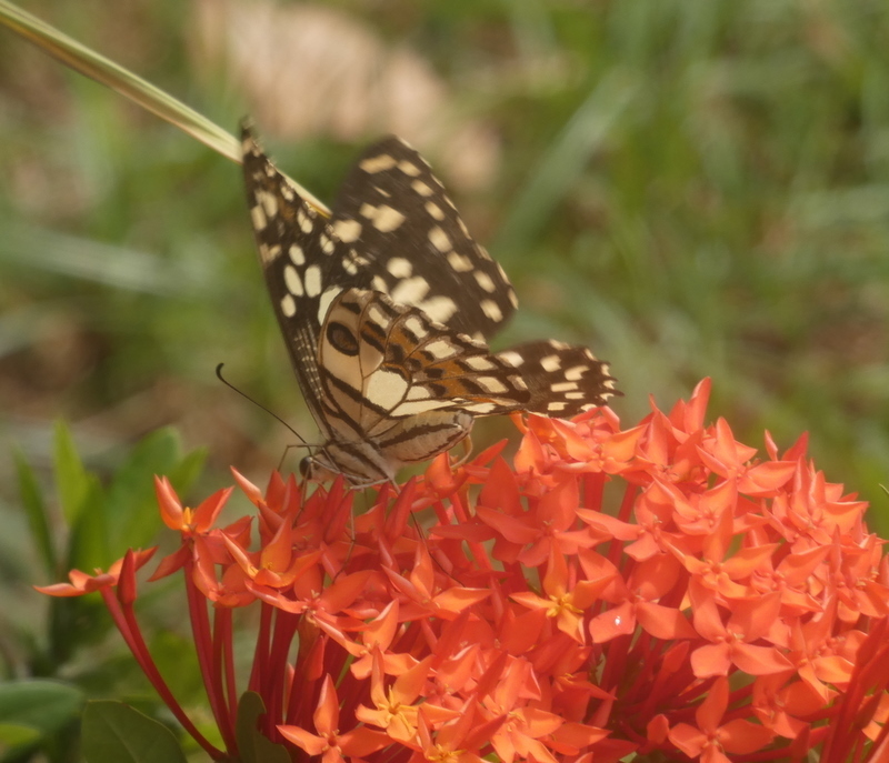 Lime Swallowtail from Vientiane, Laos on July 17, 2024 at 10:31 AM by ...