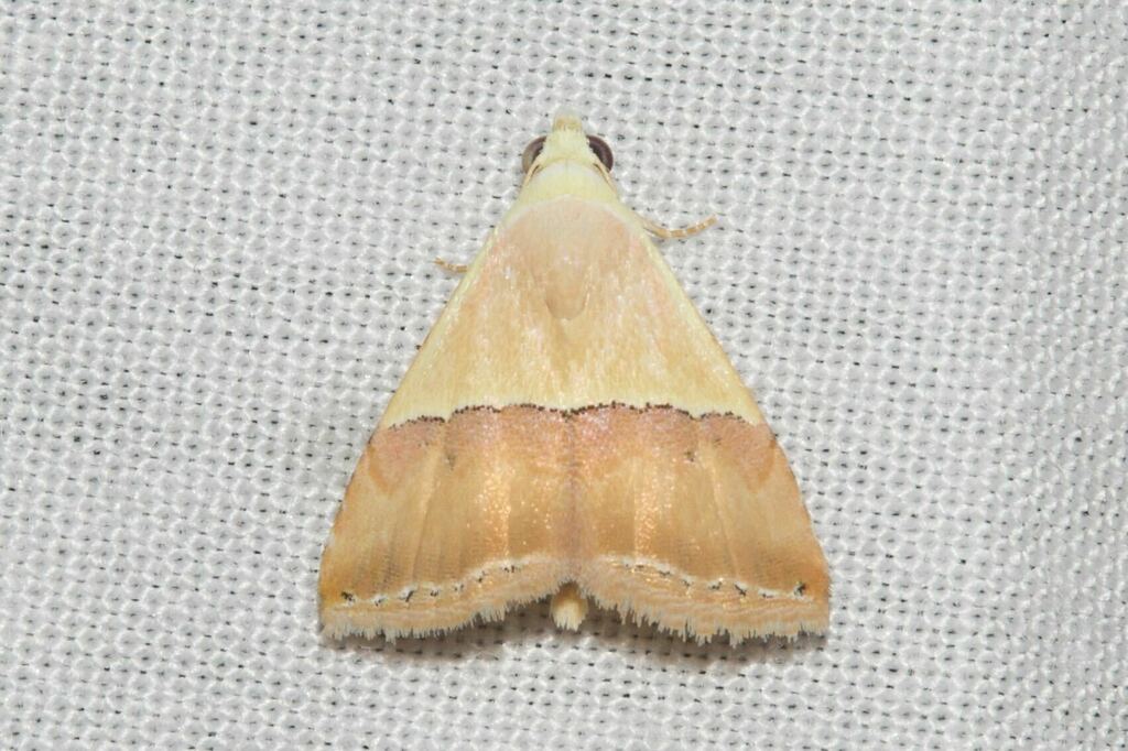 Oriental Banner from Cooktown Botanic Gardens, Cooktown QLD 4895 ...