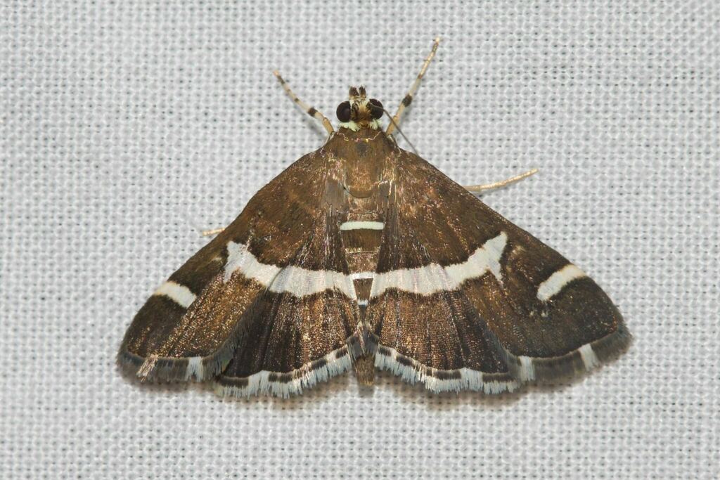 Hawaiian Beet Webworm Moth from Cooktown Botanic Gardens, Cooktown QLD ...