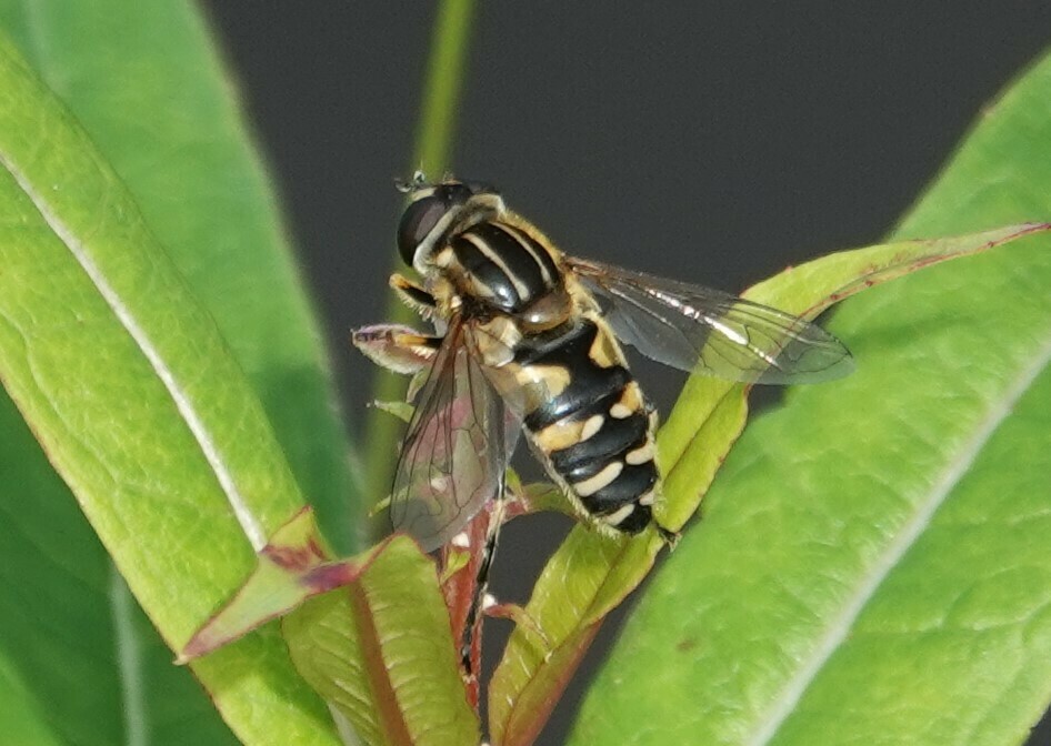 Northwestern Marsh Fly from Fairbanks North Star Borough, AK, USA on ...