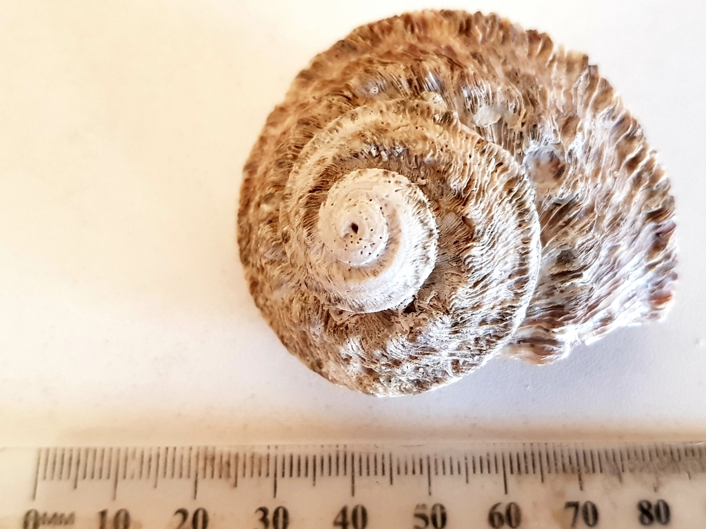 Rough turban shell from Bluff Point WA 6530, Australia on May 19, 2021 ...