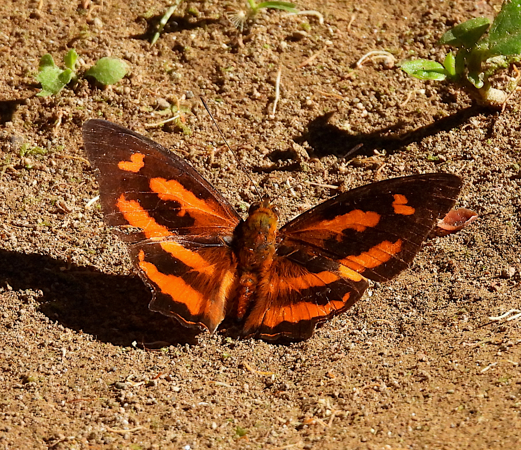 Himalayan jester from Puri Lumbung, Munduk Village, Munduk, Bali ...