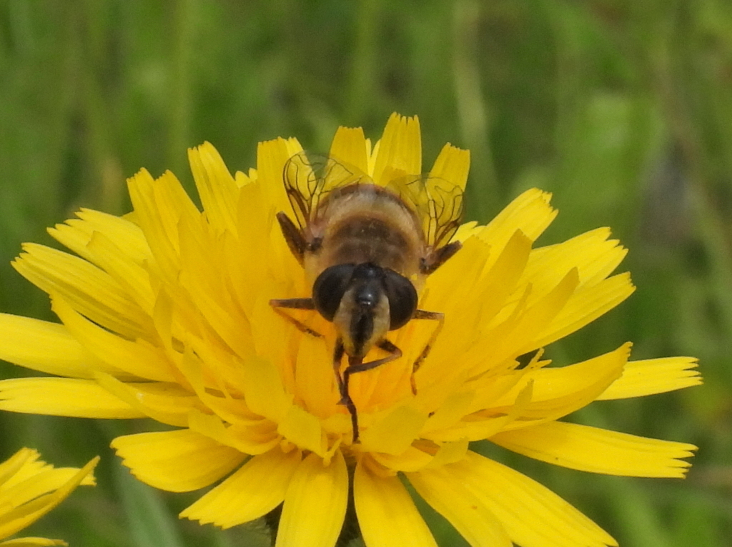 Common Drone Fly from Derbyshire, UK on July 6, 2024 at 12:13 PM by ...