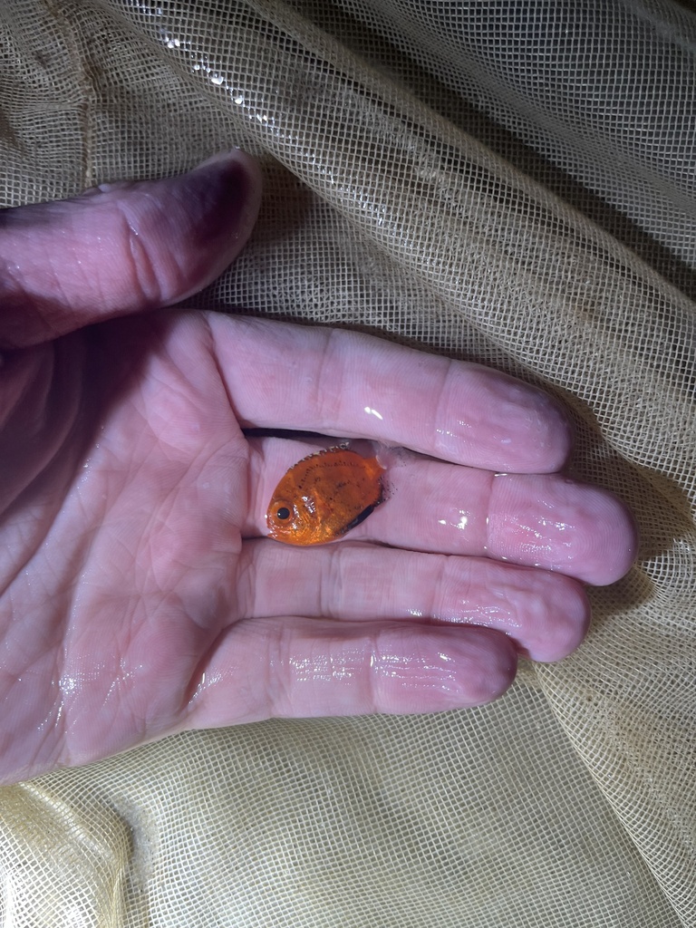 Short Bigeye from Assawoman Bay, Ocean City, MD, US on July 16, 2024 at ...
