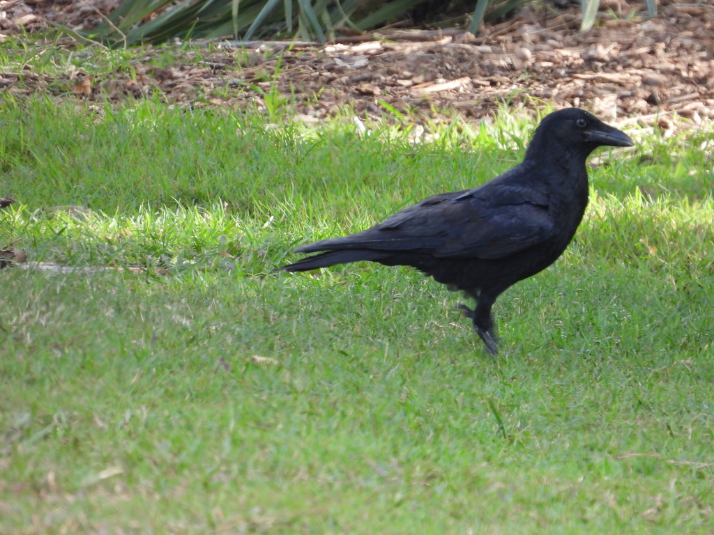 Torresian Crow from Burpengary QLD 4505, Australia on July 13, 2024 at ...