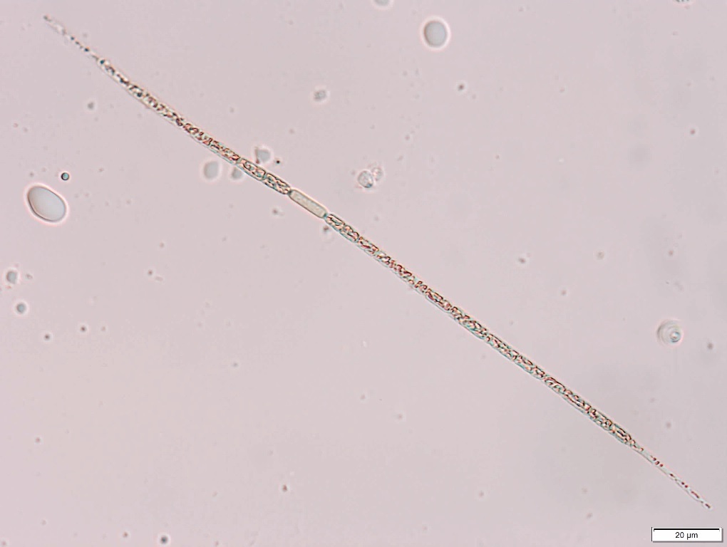 Cuspidothrix issatschenkoi from Brisbane QLD, Australia on June 22 ...