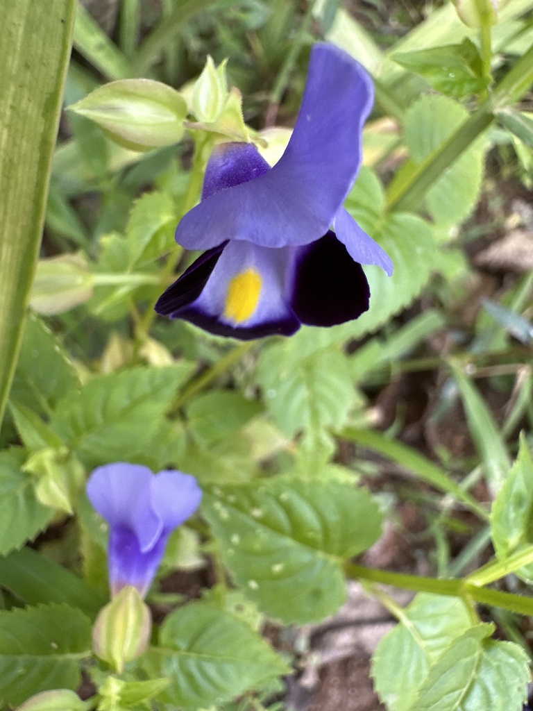 wishbone flower from วัดสุขฤทัย, 夜愛, 清邁府, TH on July 17, 2024 at 02:16 ...