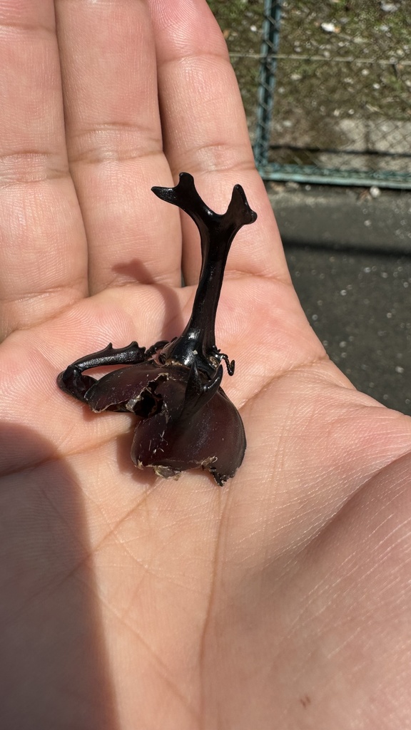 Trypoxylus dichotomus septentrionalis from Parc National d'Ise Shima ...