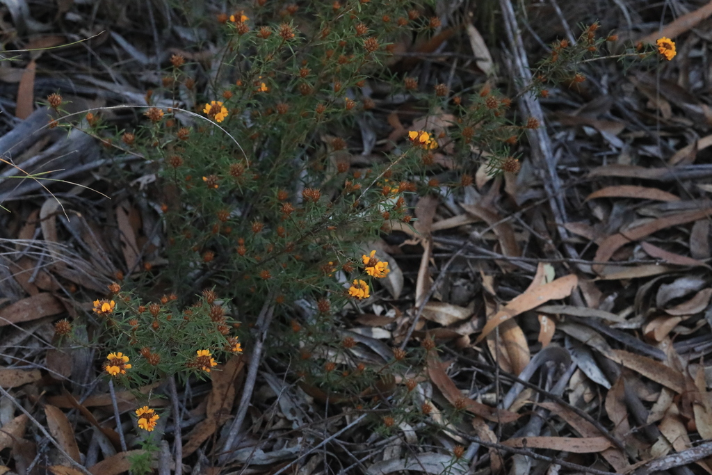 gympie bush-pea from Kremnos NSW 2460, Australia on July 17, 2024 at 01 ...