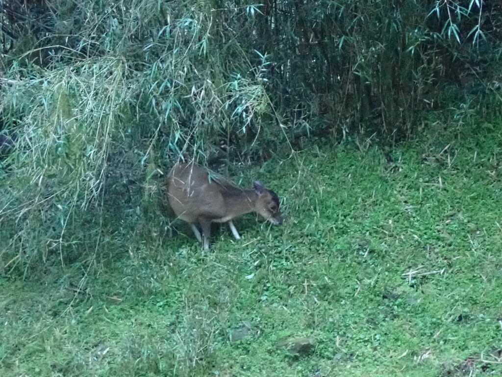 Taiwan Muntjac from 台灣南投縣玉山國家公園 on July 17, 2024 at 06:06 AM by 林棋欽 ...
