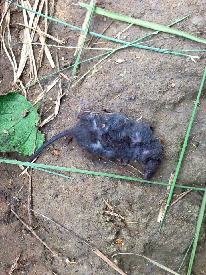 Luzon Shrew from Mountain Province, Philippines on August 27, 2016 at ...