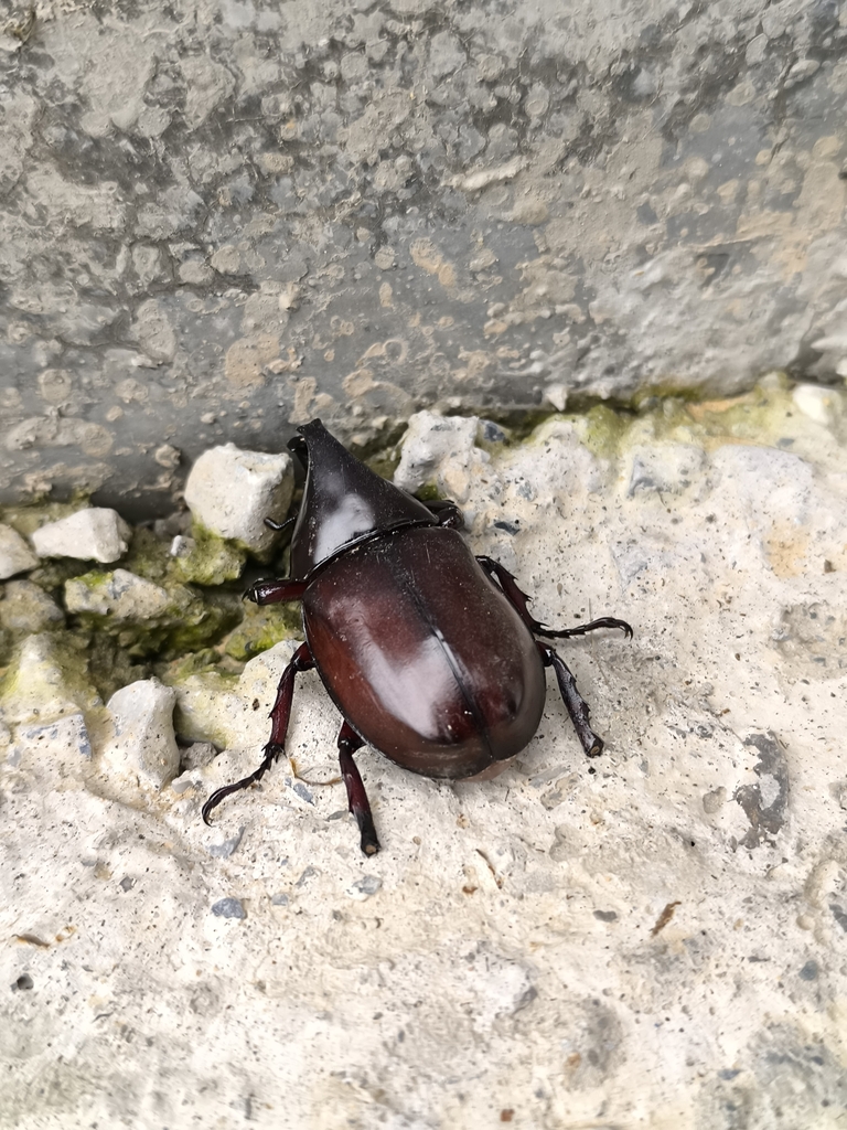 Siamese Rhinoceros Beetle from 95PM+XVG, Makwanpurgadhi 44100, Nepal on ...
