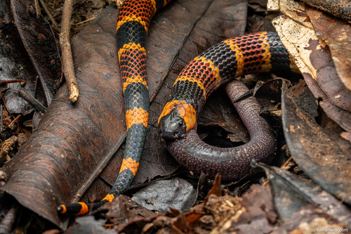 Allen's Coralsnake (Micrurus alleni) - Snakes and Lizards