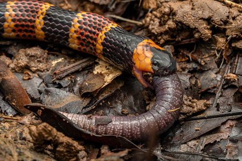 Allen's Coralsnake (Micrurus alleni) - Snakes and Lizards