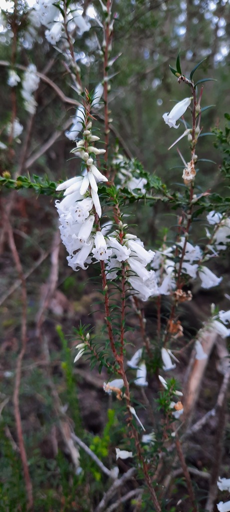 Common Heath from Woodside VIC 3874, Australia on July 17, 2024 at 11: ...