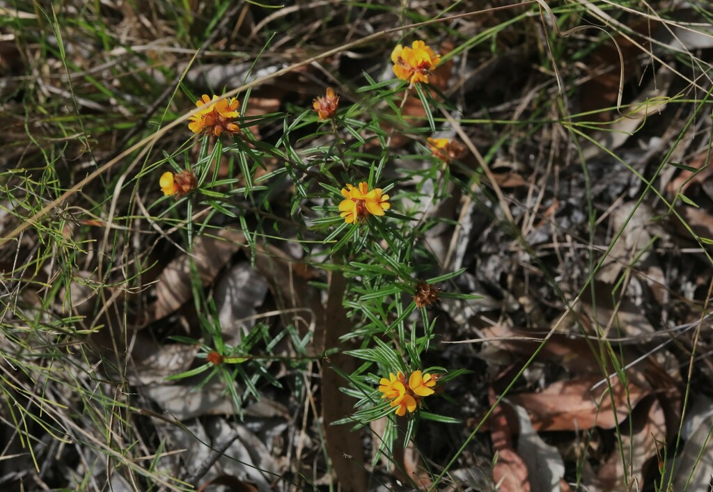 gympie bush-pea from Kremnos NSW 2460, Australia on July 17, 2024 at 01 ...