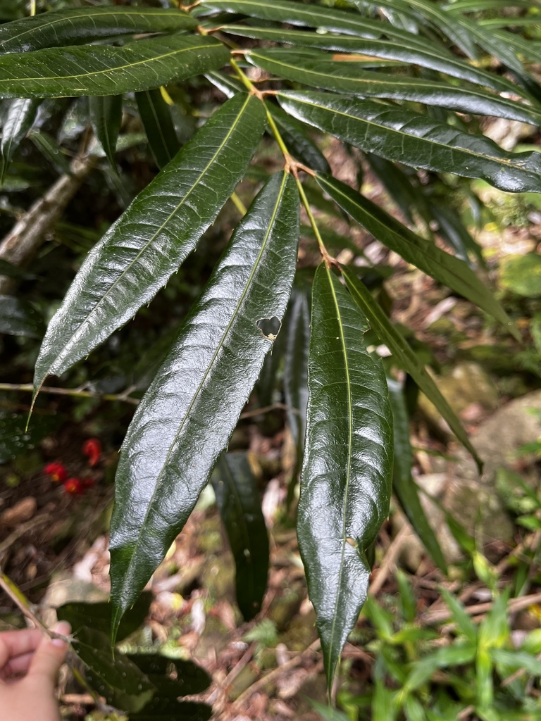 turnipwood (Akania bidwillii) - Botanical Realm