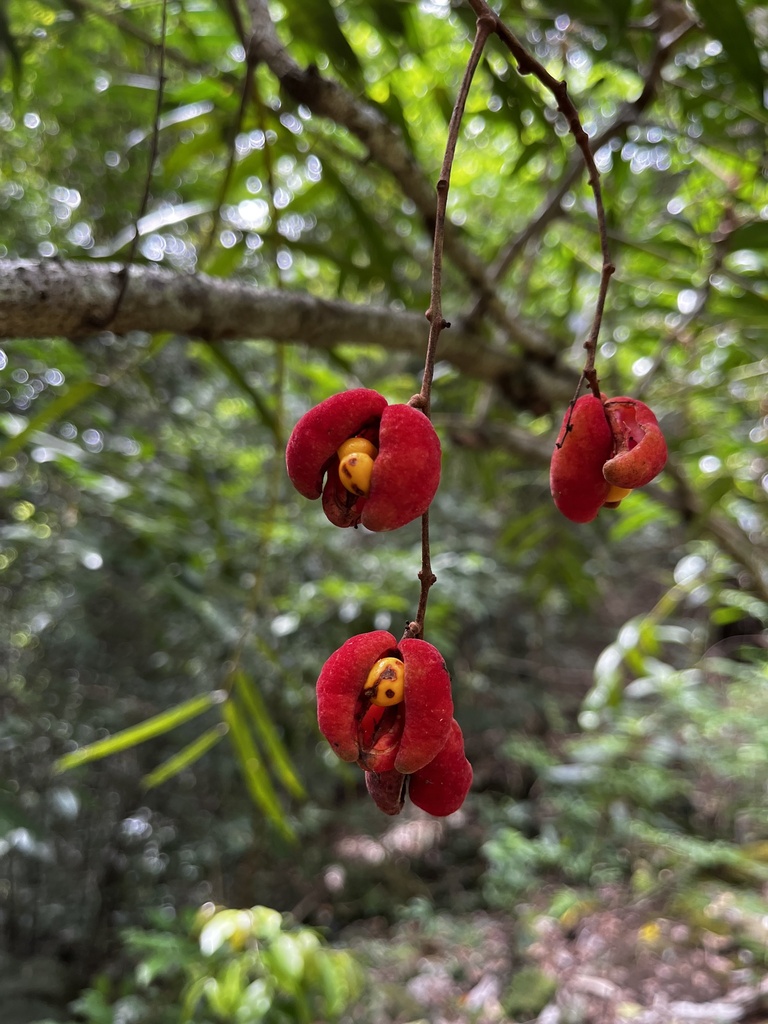 turnipwood (Akania bidwillii) - Botanical Realm