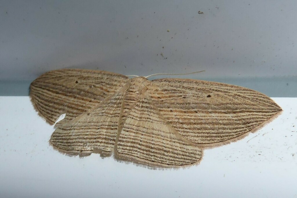 Cabbage tree moth from Waikouaiti, New Zealand on May 30, 2024 at 10:00 ...