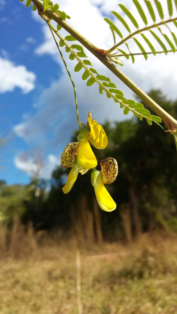 (Sesbania rostrata) - Botanical Realm