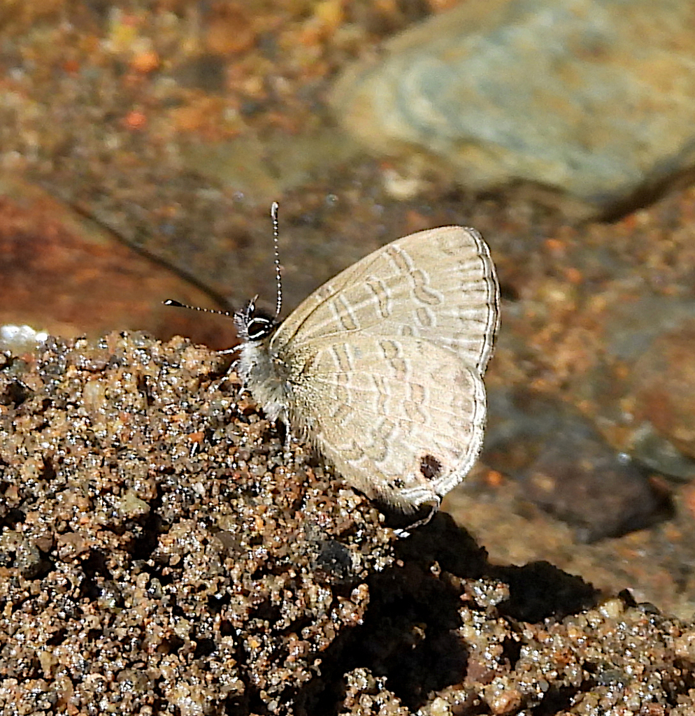 Common Line Blue from Munduk Village, Munduk, Bali, Indonesia on July ...