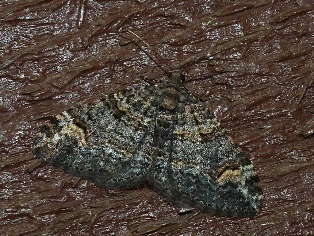 Clover Moth from Coomba Park NSW 2428, Australia on July 17, 2024 at 06 ...