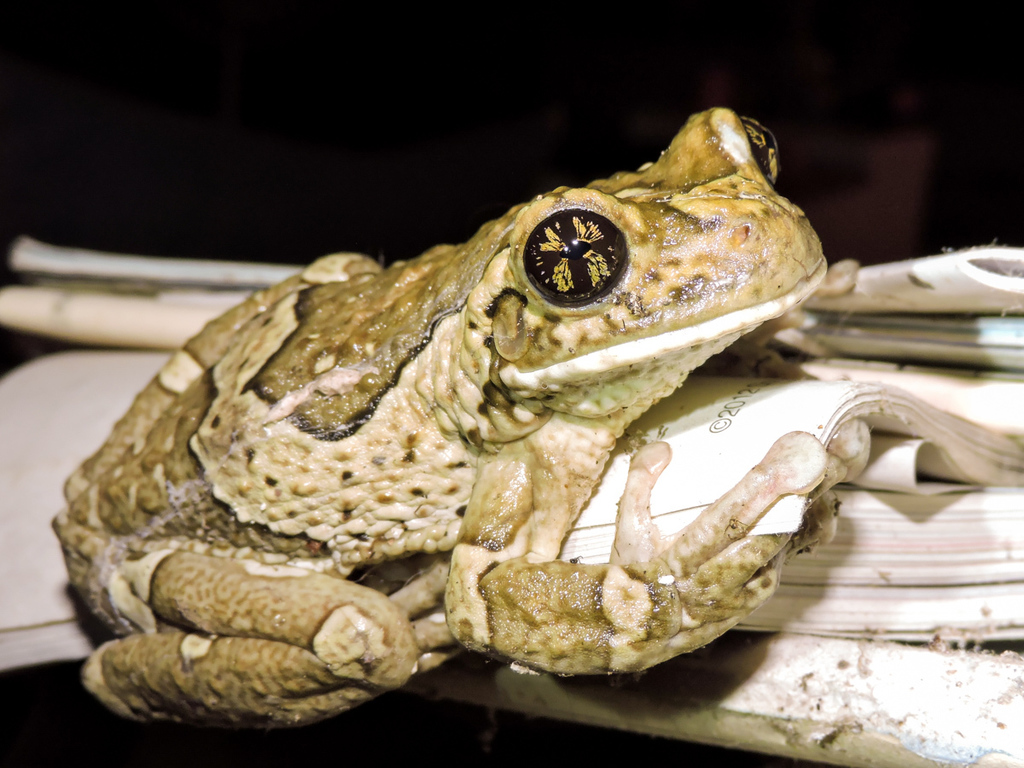 Rana arborícola lechosa (Especies de Anfibios del Meta, Colombia ...