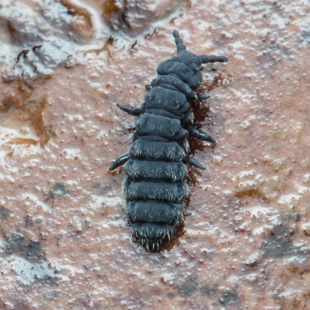 Seashore Springtail from Stromness KW16, UK on June 16, 2024 at 10:31 ...