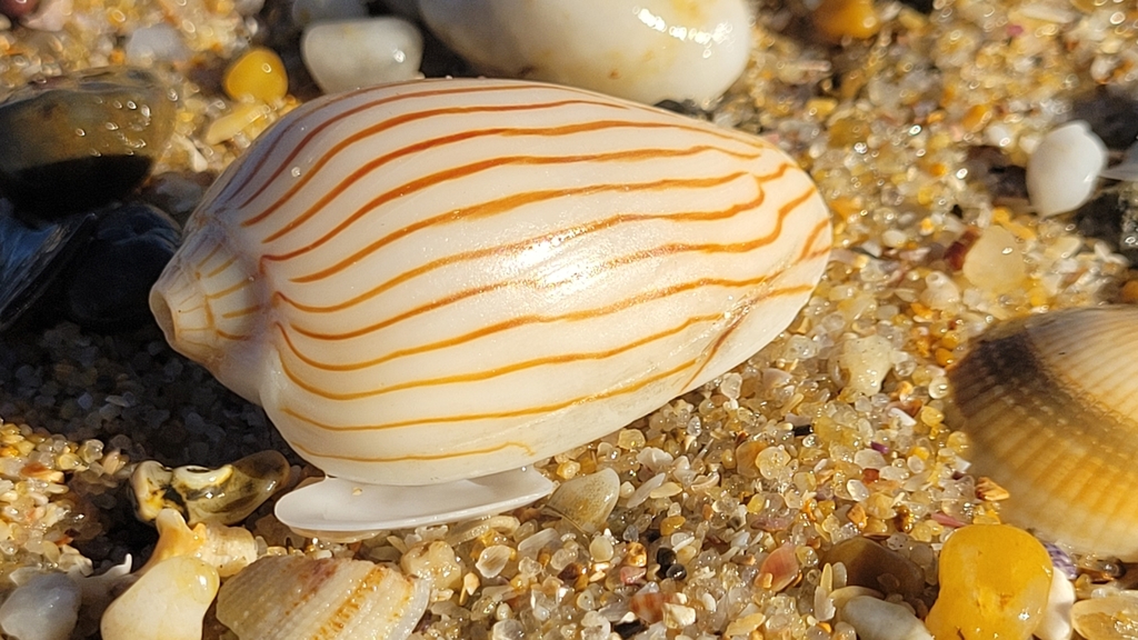 Zebra Volute from Australia on July 17, 2024 at 02:42 PM by Stephen ...